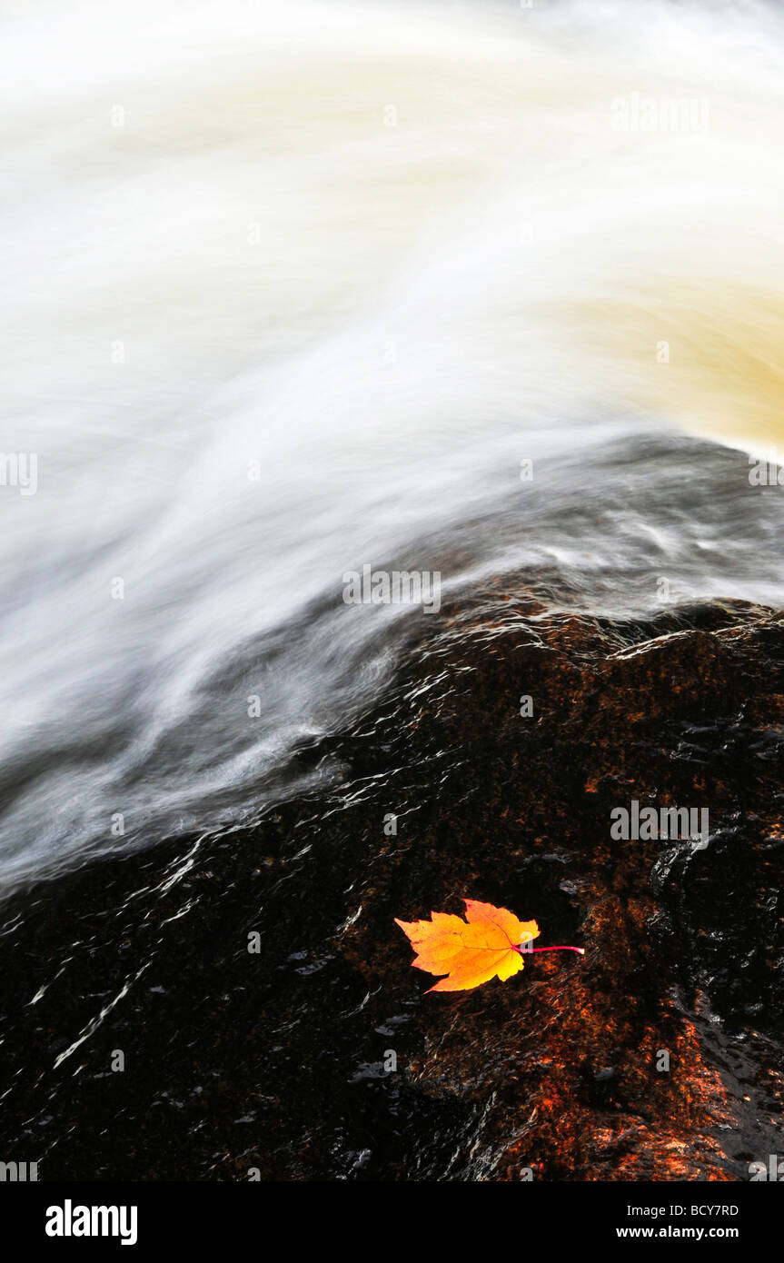 White water river with floating fall maple leaf Stock Photo - Alamy