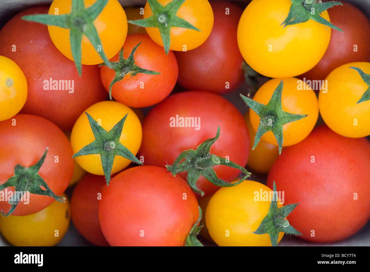 Solanaceae yellow tomato hi-res stock photography and images - Alamy