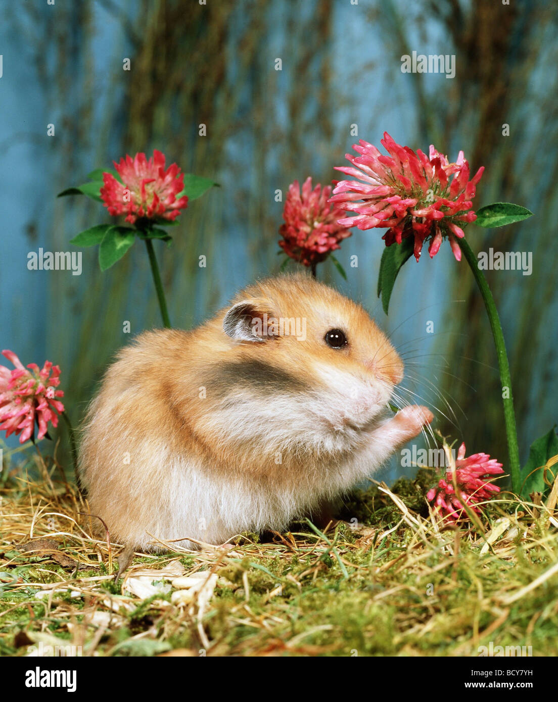 golden hamster / Mesocricetus auratus Stock Photo - Alamy