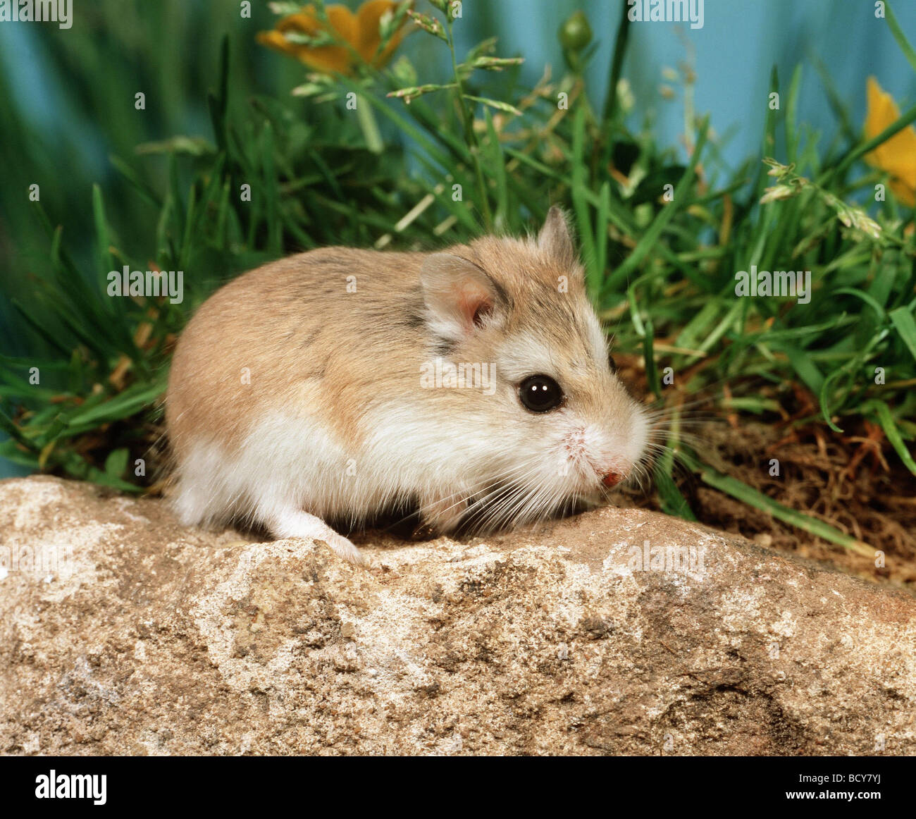 Phodopus roborovski hi-res stock photography and images - Alamy