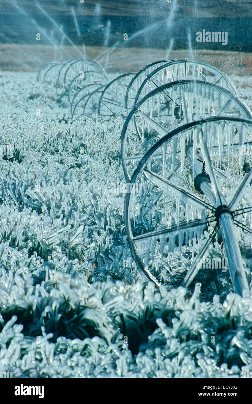 frozen ice on field irrigation system Stock Photo - Alamy