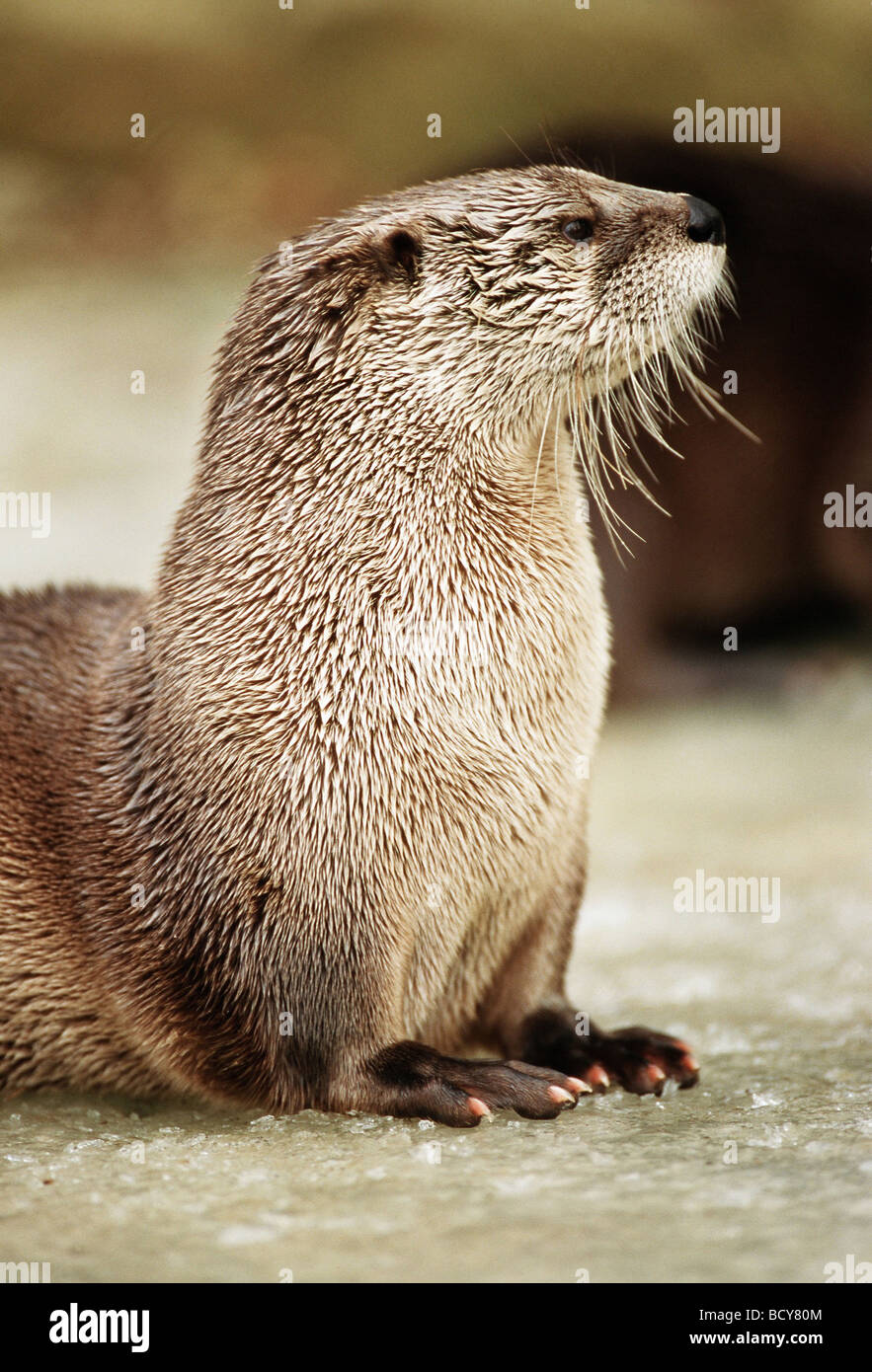 Canadian otter river otter hi-res stock photography and images - Alamy