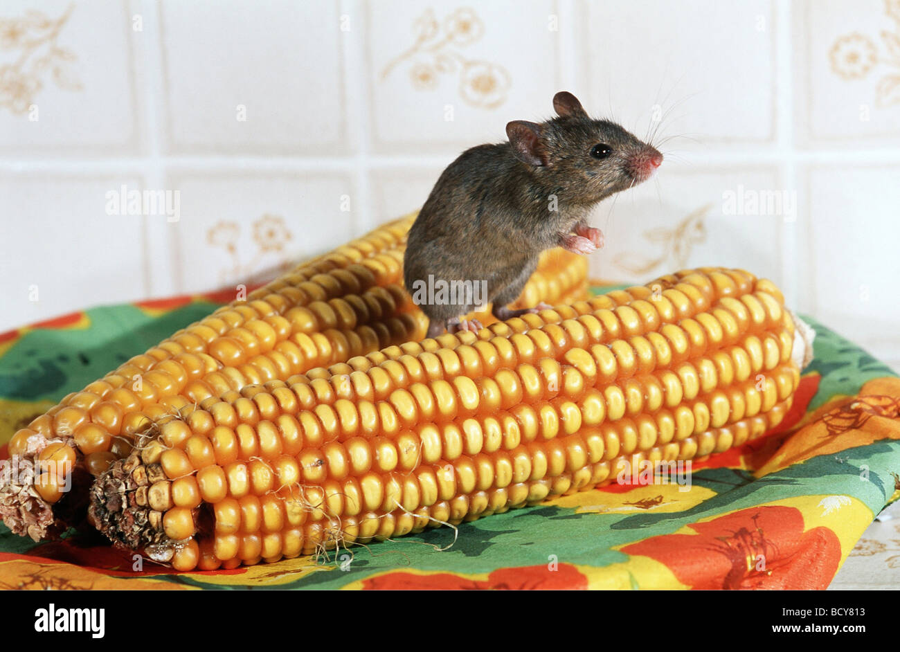 Mus musculus standing hi-res stock photography and images - Alamy