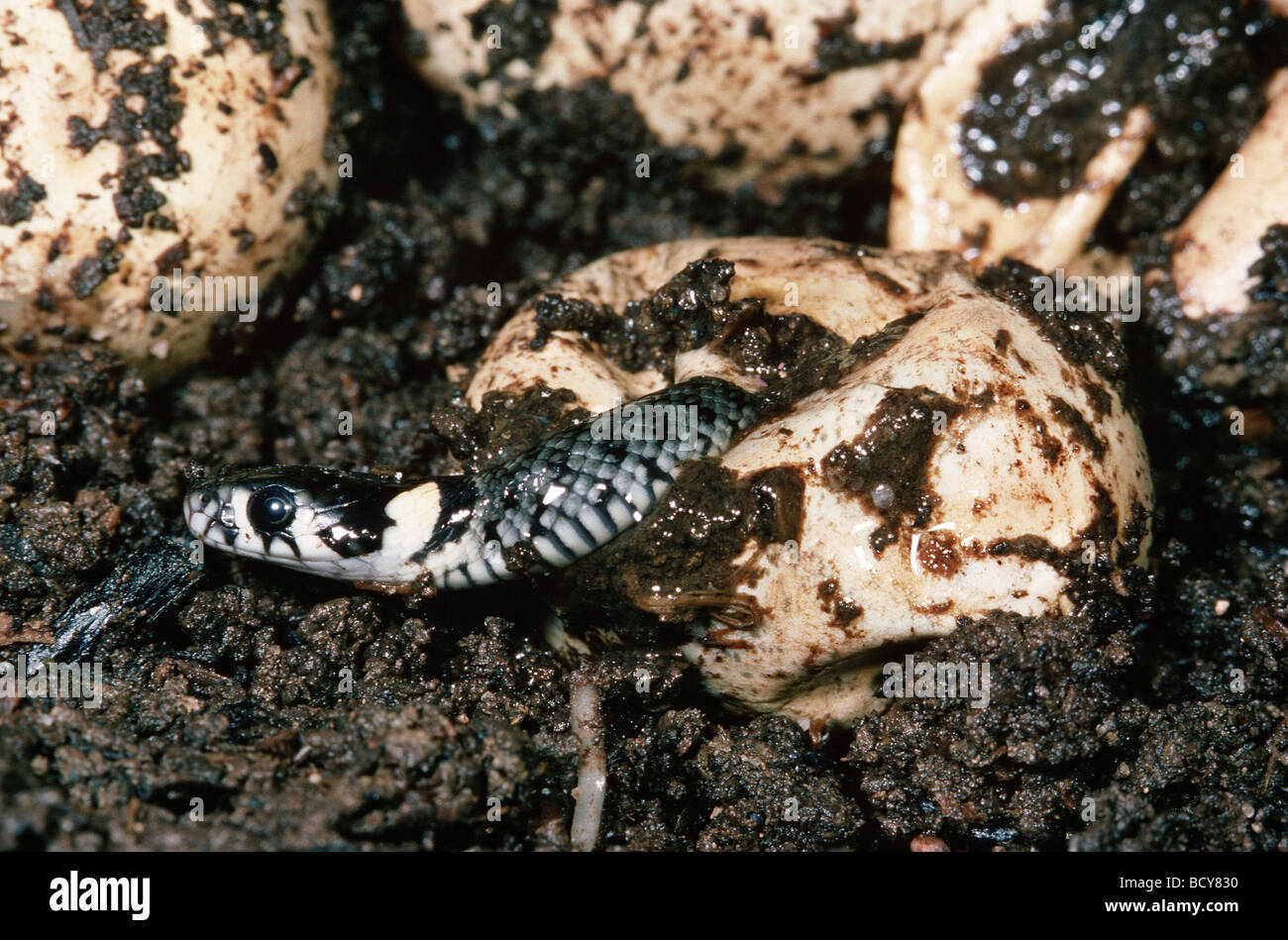 Hatching snake eggs hi-res stock photography and images - Alamy