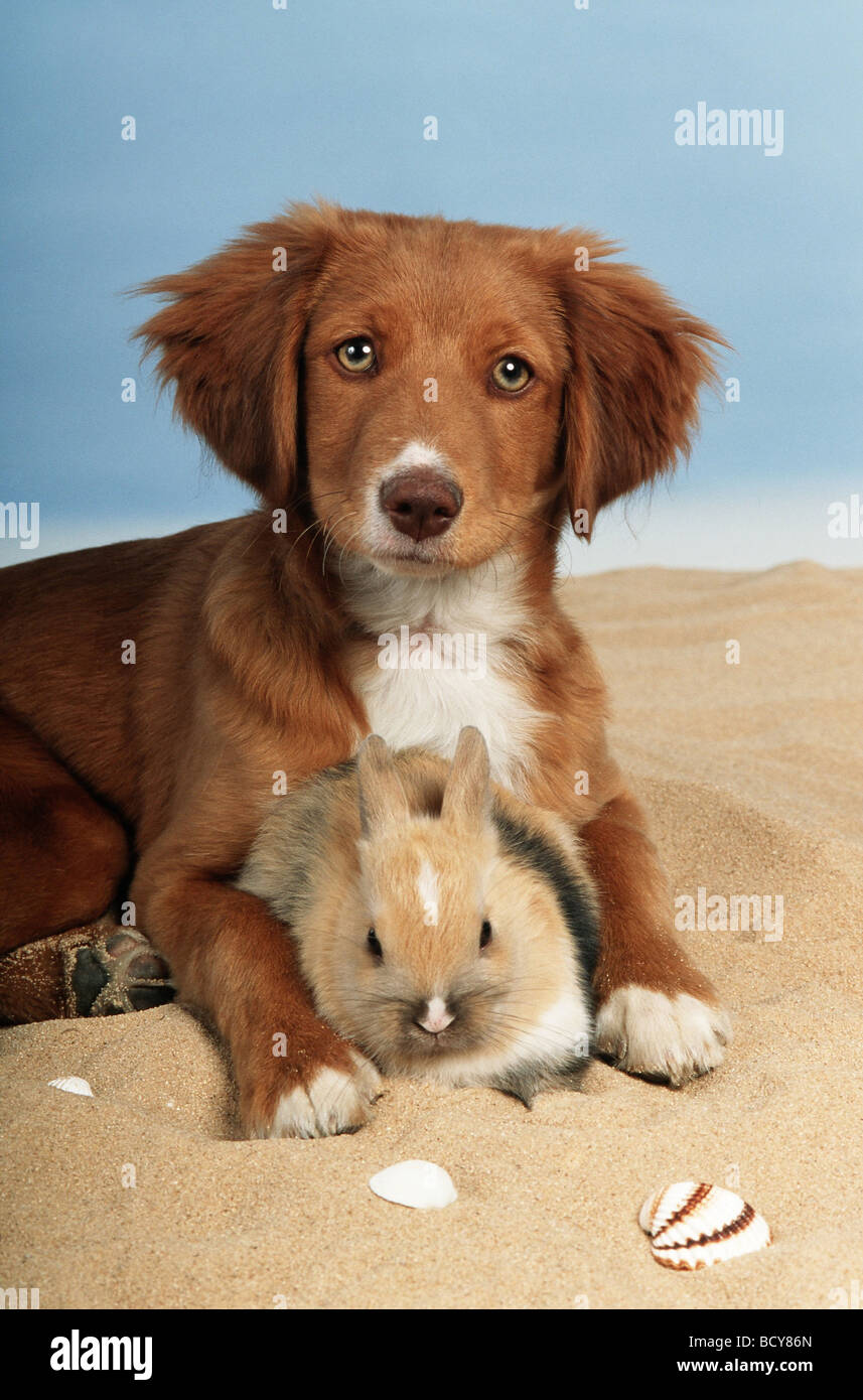 dog and bunny Stock Photo - Alamy