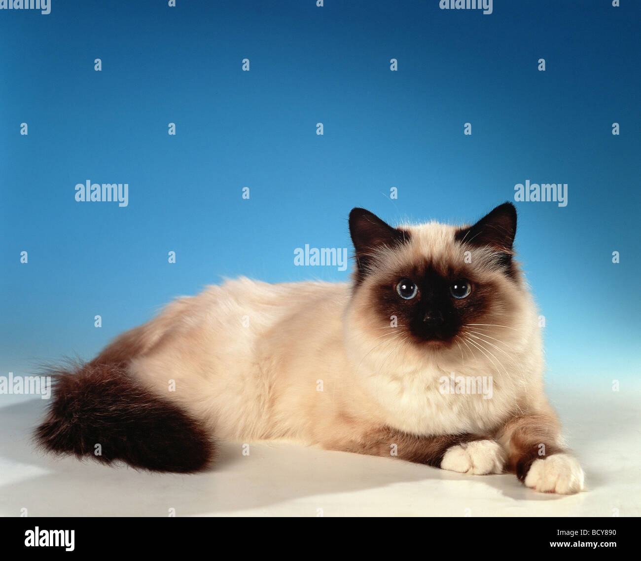 Holy burma cat hi-res stock photography and images - Alamy