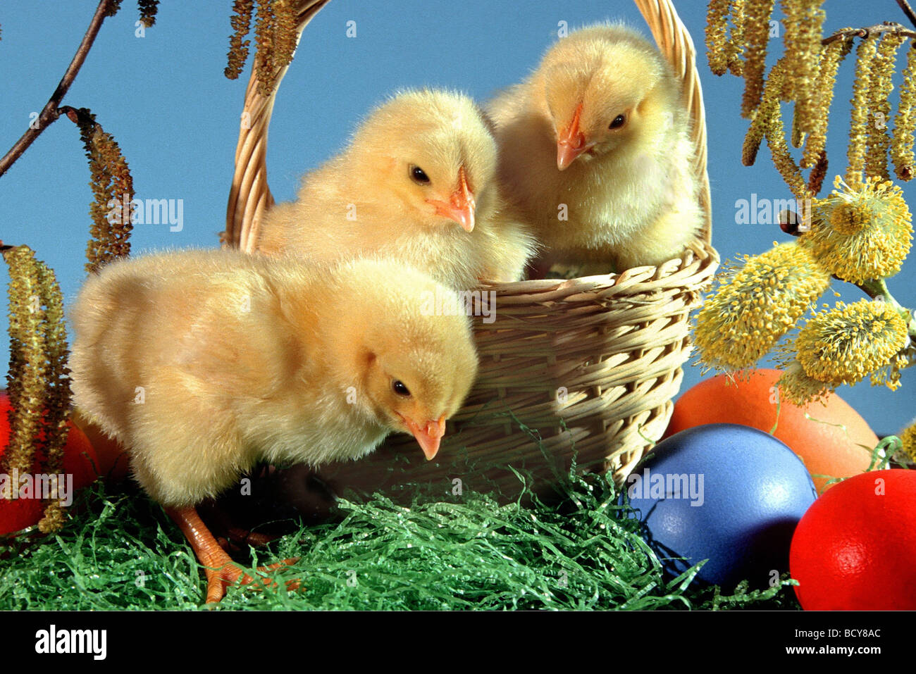three chicken eastern Stock Photo - Alamy