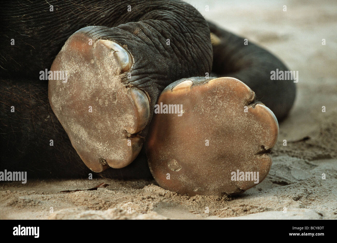 Sole of an elephant foot hi-res stock photography and images - Alamy