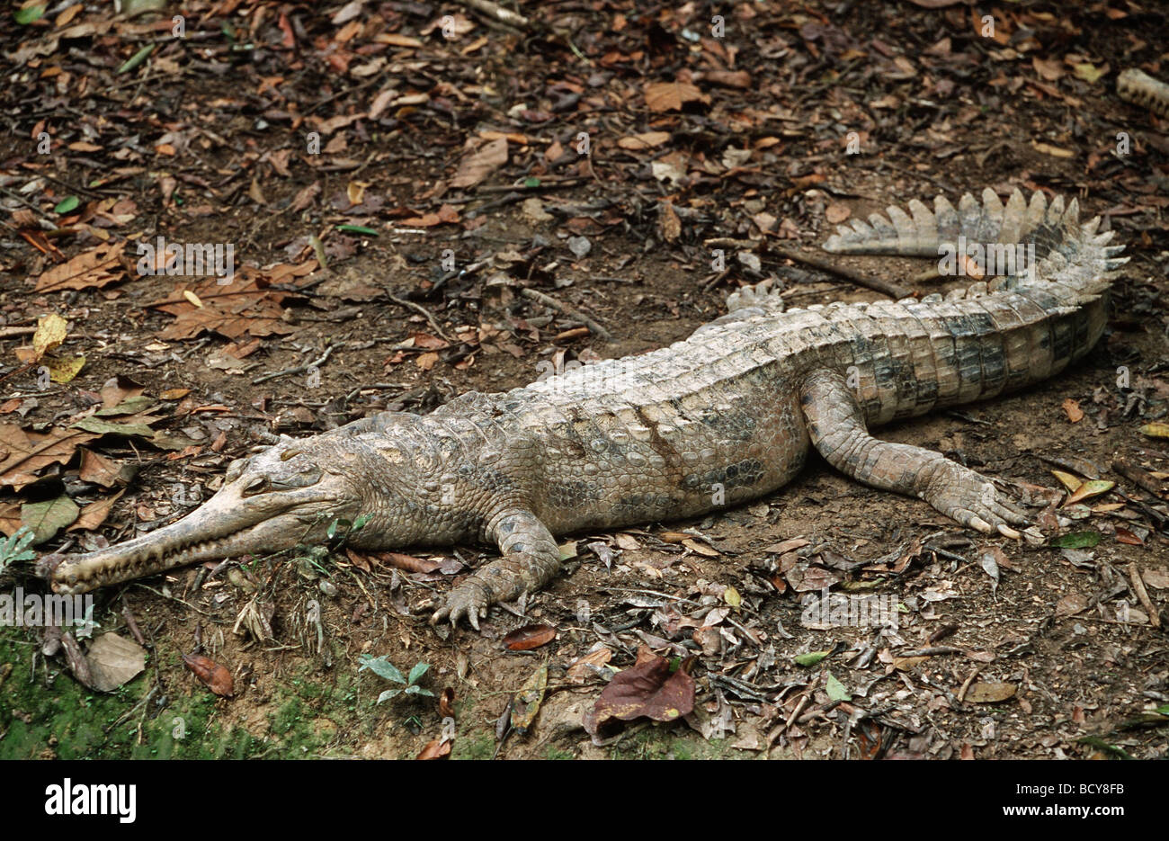 False Gharial Crocodile