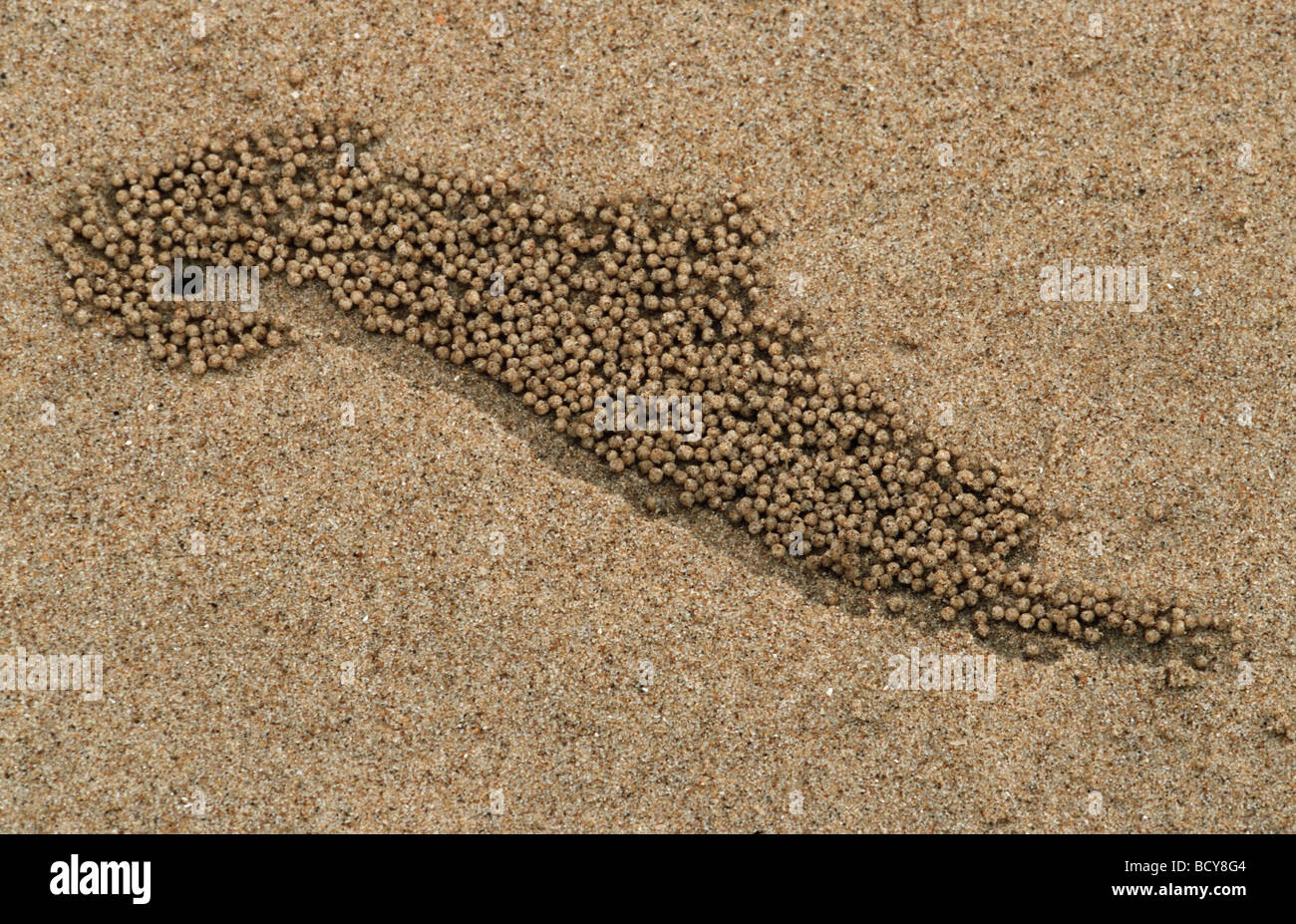 ocypode quadrata / Atlantic ghost crab Stock Photo - Alamy