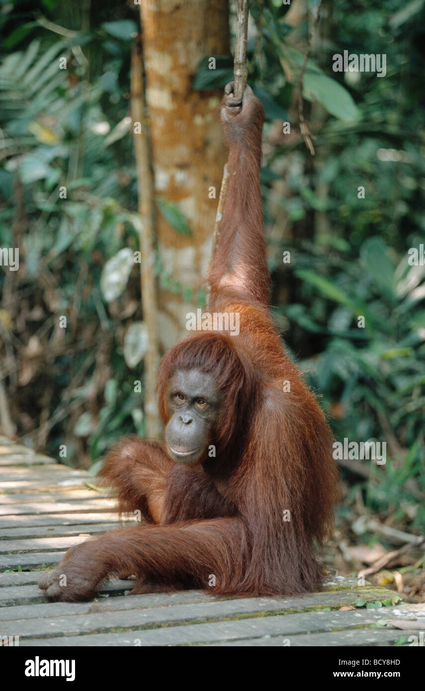 pongo pygmaeus / orangutan Stock Photo - Alamy