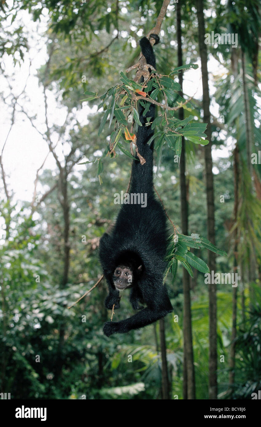 ateles paniscus / black spider monkey Stock Photo - Alamy