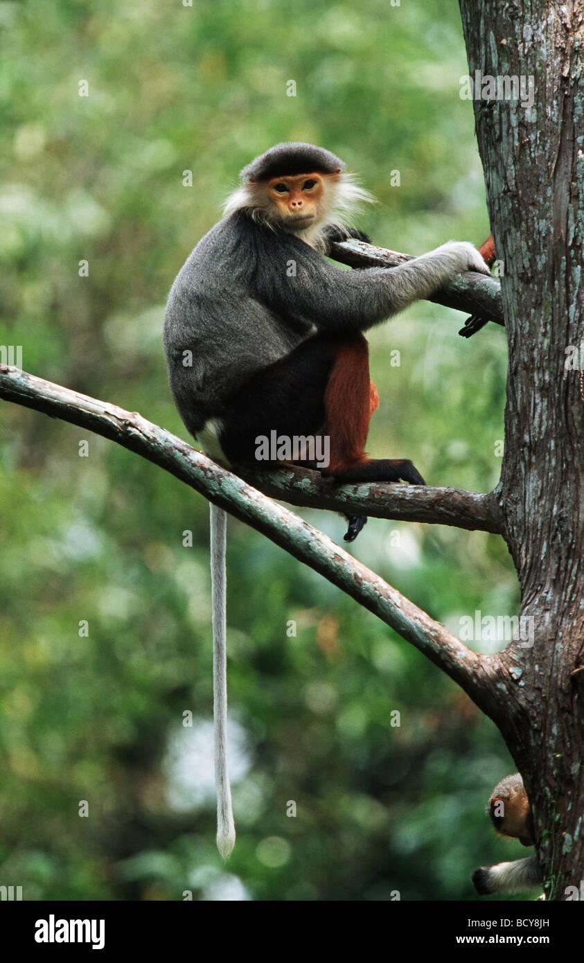 pygathrix nemaeus / red-shanked douc langur Stock Photo - Alamy