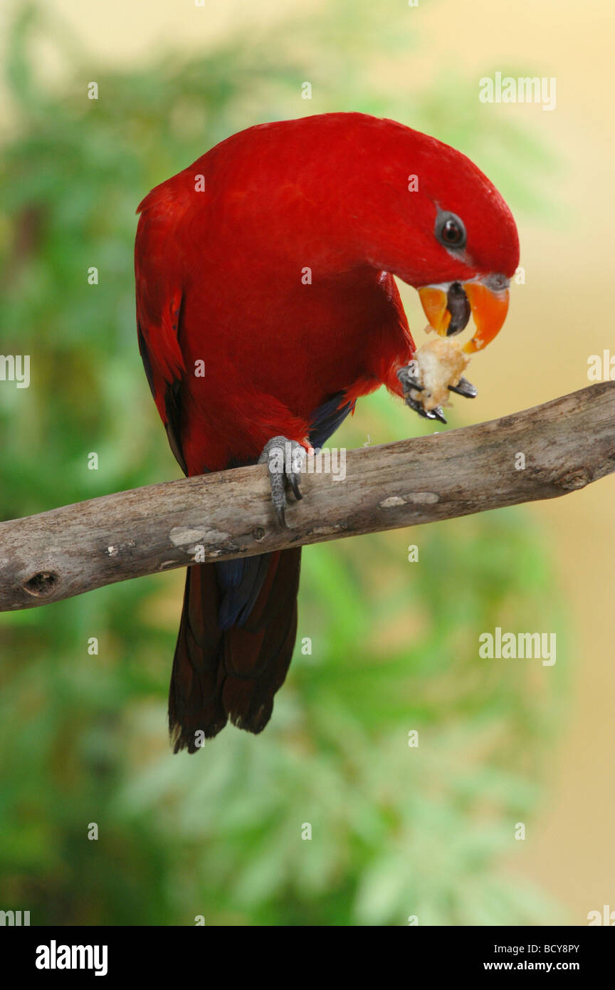 Red Lory, Moluccan Lory (Eos bornea) standing on a branch while feeding ...