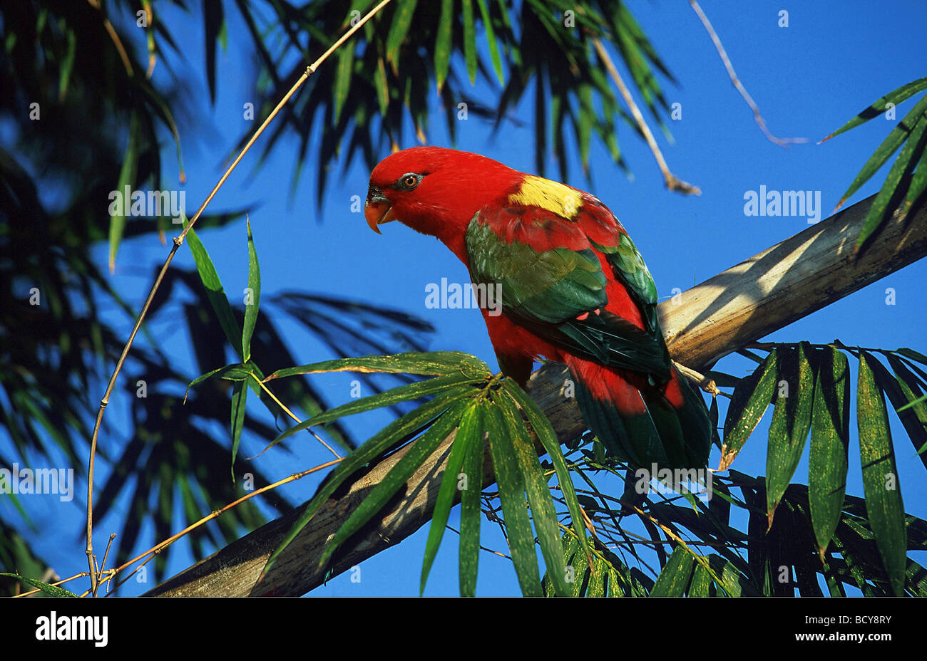 Loris cage hi-res stock photography and images - Alamy