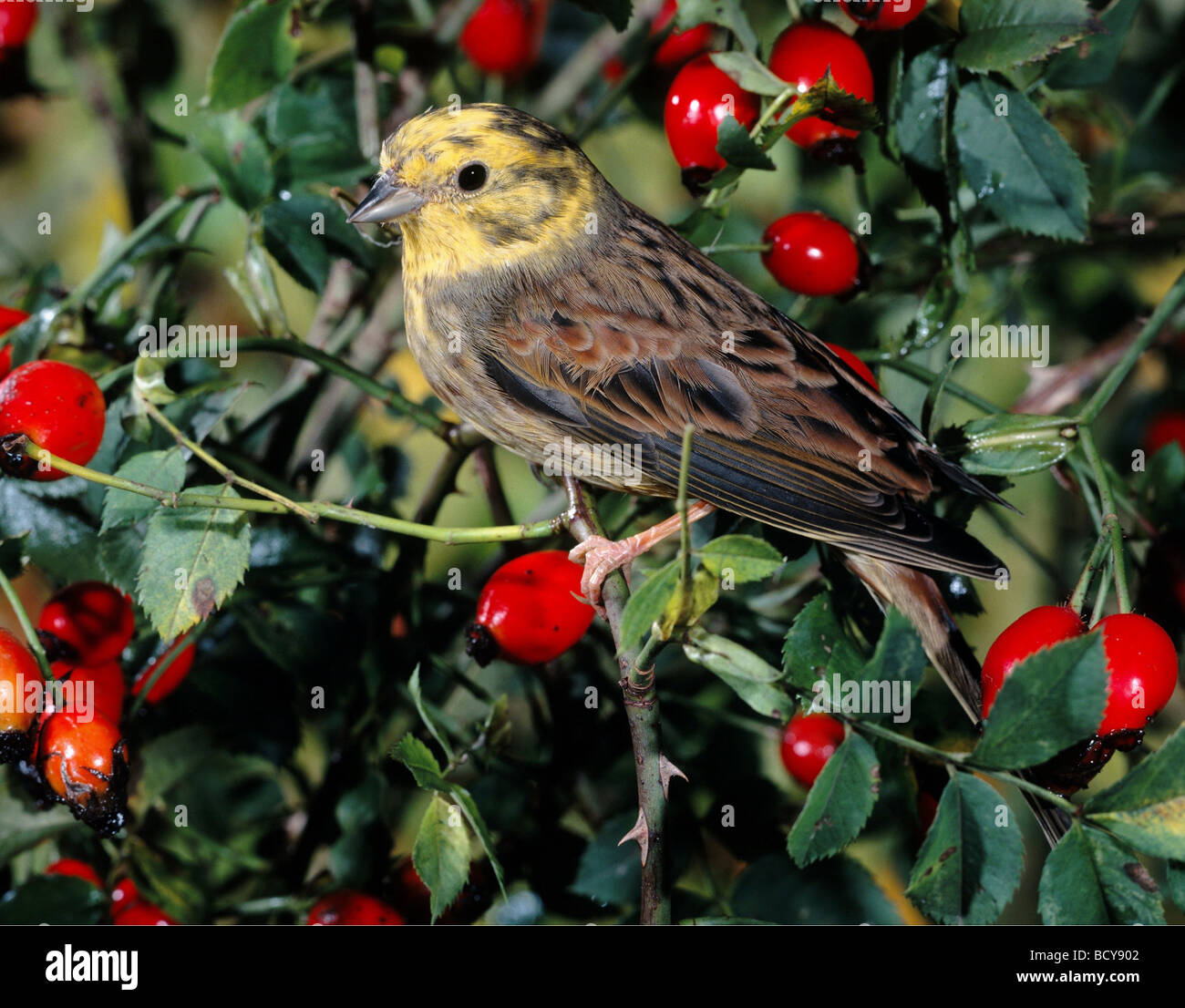 Hips bird hi-res stock photography and images - Alamy