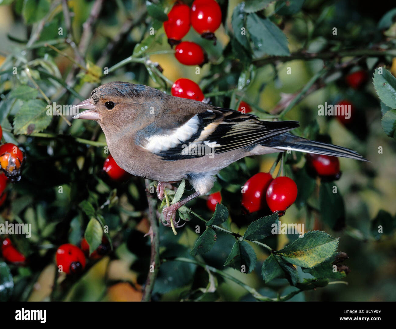 Rose finches hi-res stock photography and images - Alamy