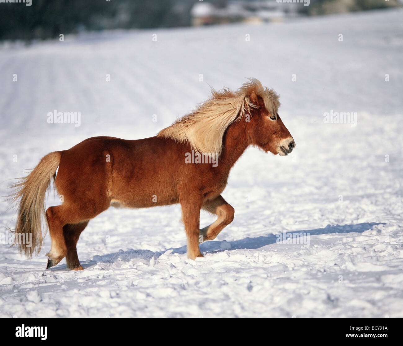 Horse footsteps hi-res stock photography and images - Alamy
