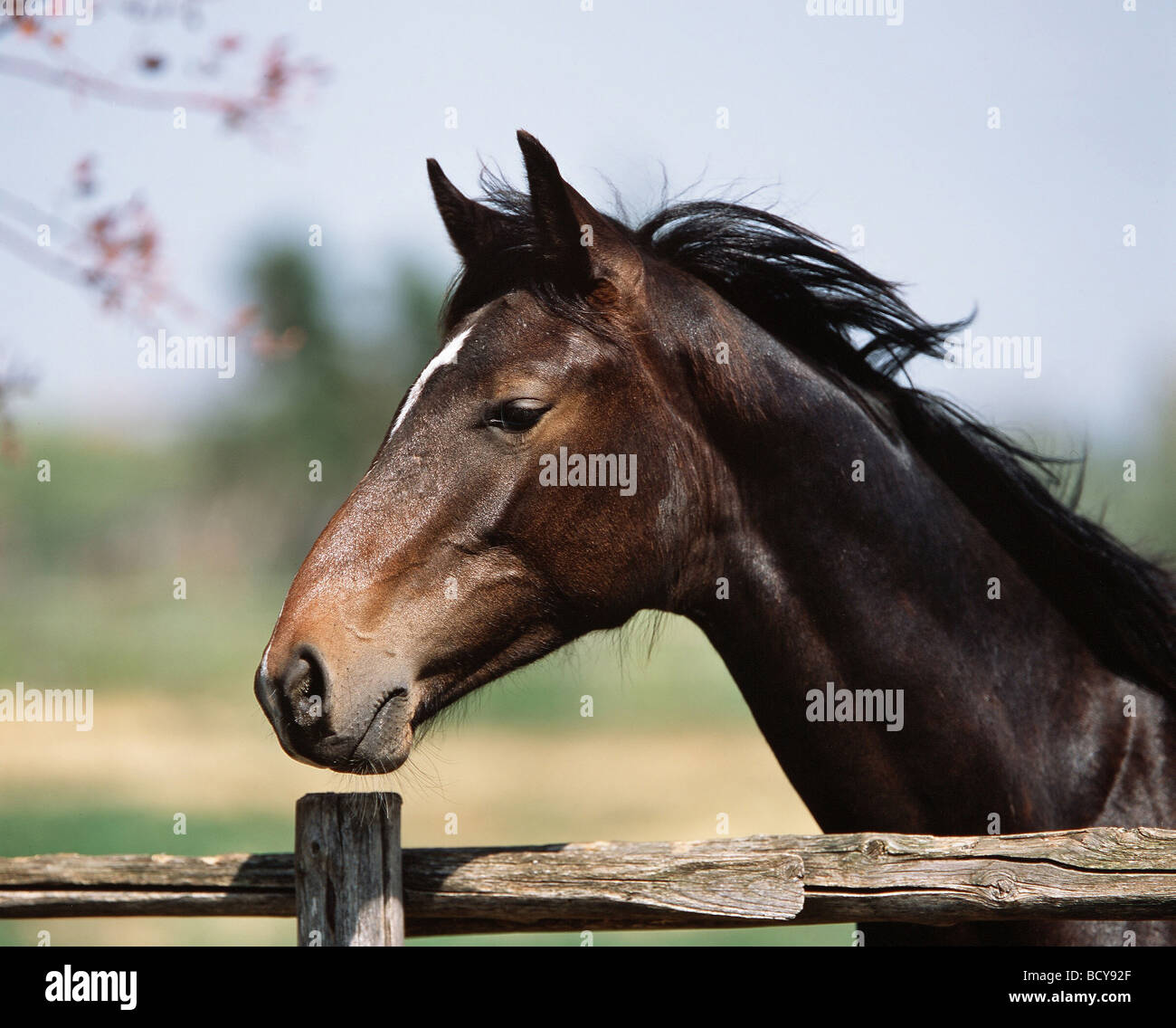 Maremmano horse hi-res stock photography and images - Alamy