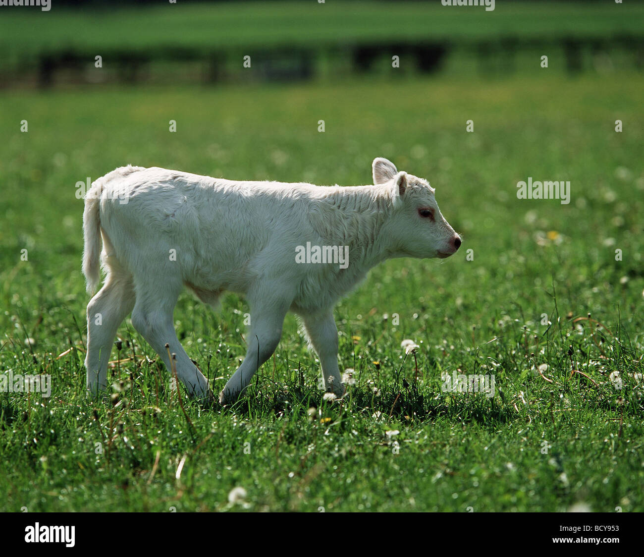 Cub cow hi-res stock photography and images - Alamy