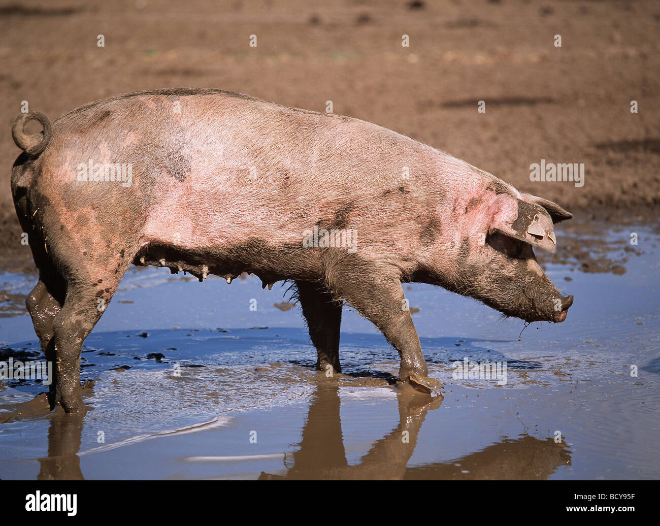 Razorback Pigs High Resolution Stock Photography and Images - Alamy