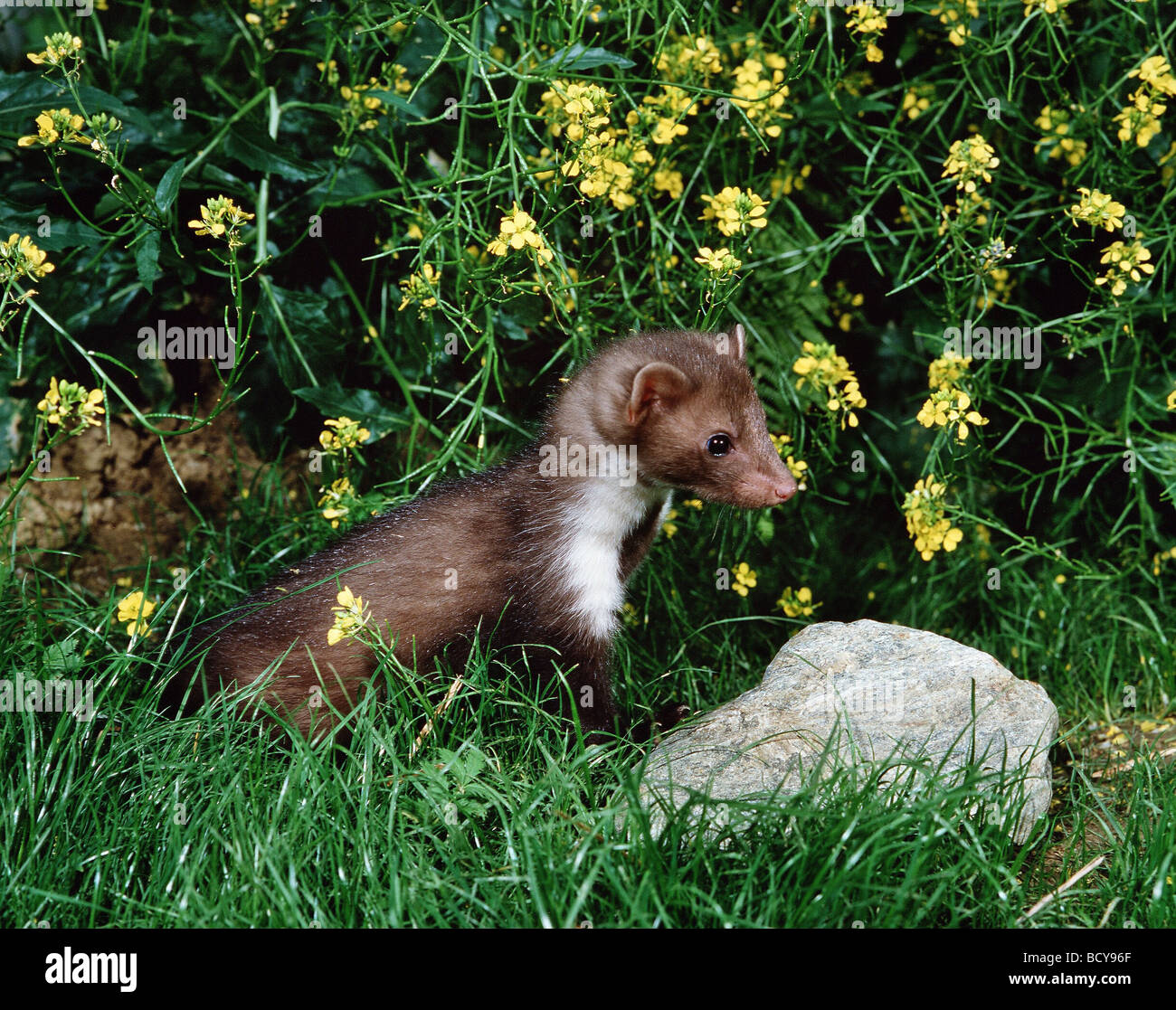 young stone marten / beech marten / Martes foina Stock Photo - Alamy