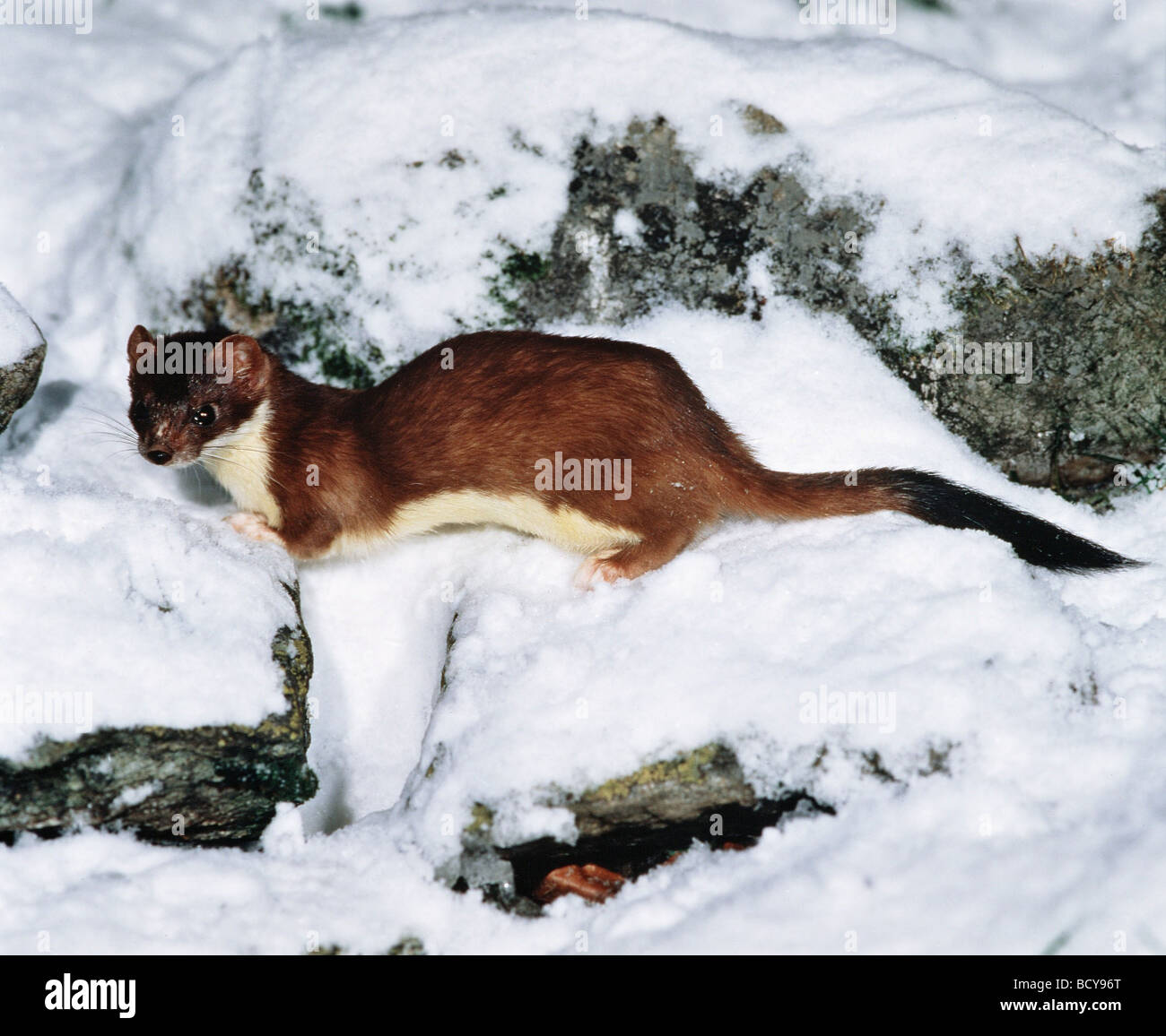 Ermine or stoat hi-res stock photography and images - Alamy