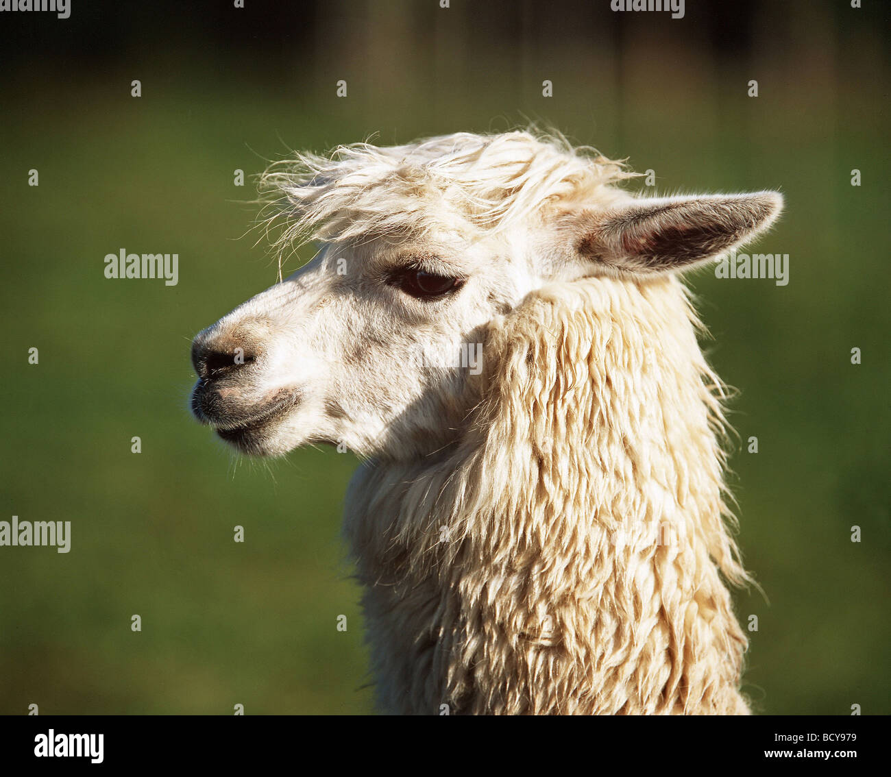 alpaca / Lama pacos Stock Photo - Alamy