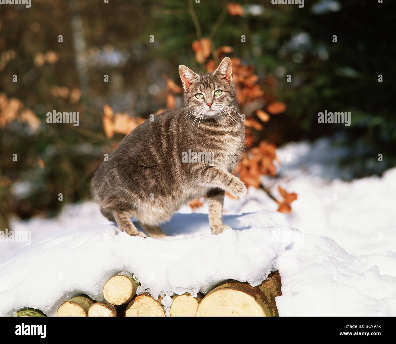 domestic cat in snow Stock Photo - Alamy
