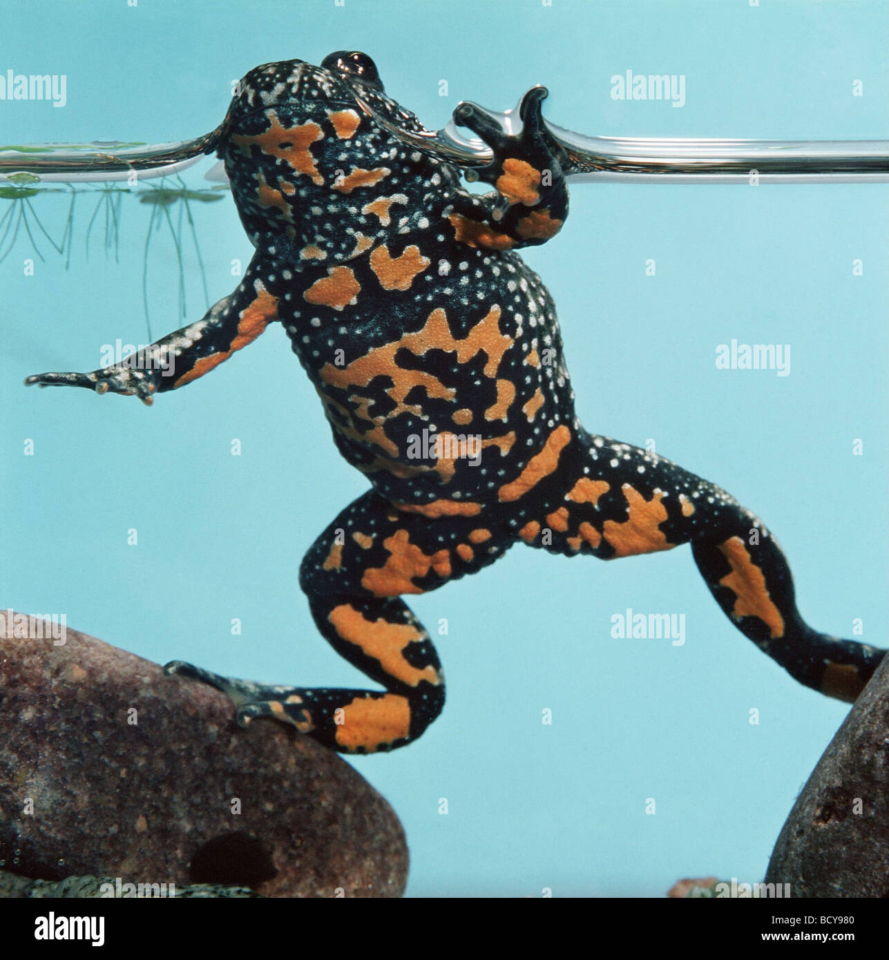 Fire-bellied toad (Bombina bombina) in water, showing warning colors ...