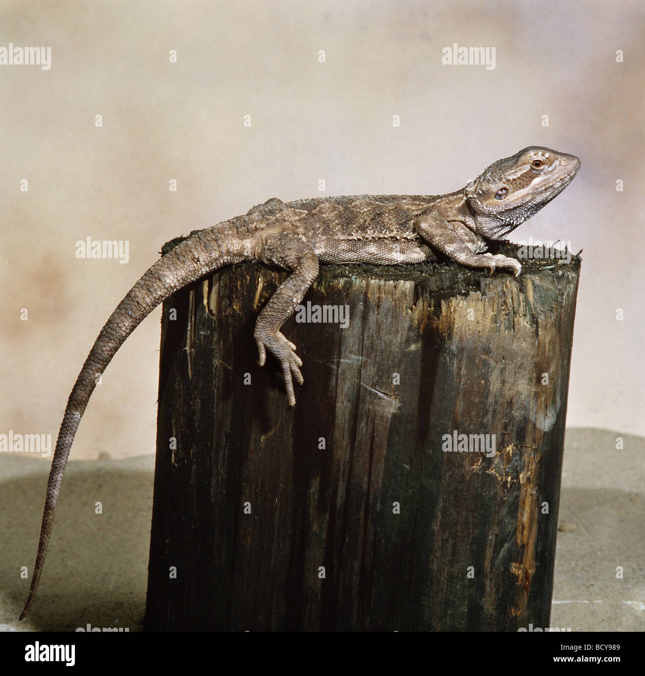 Chisel teeth hi-res stock photography and images - Alamy