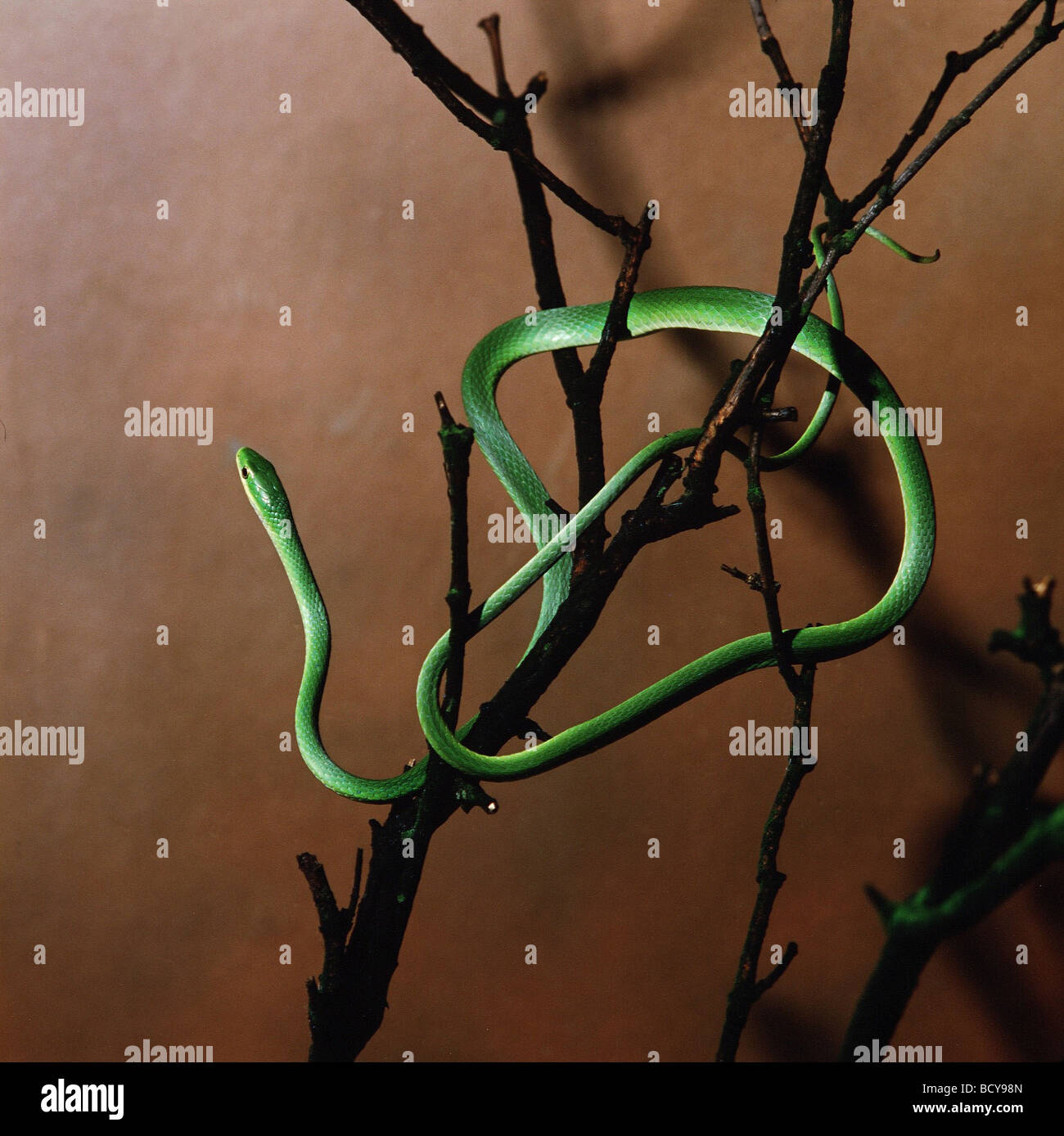 green snake / Opheodrys vernalis Stock Photo - Alamy