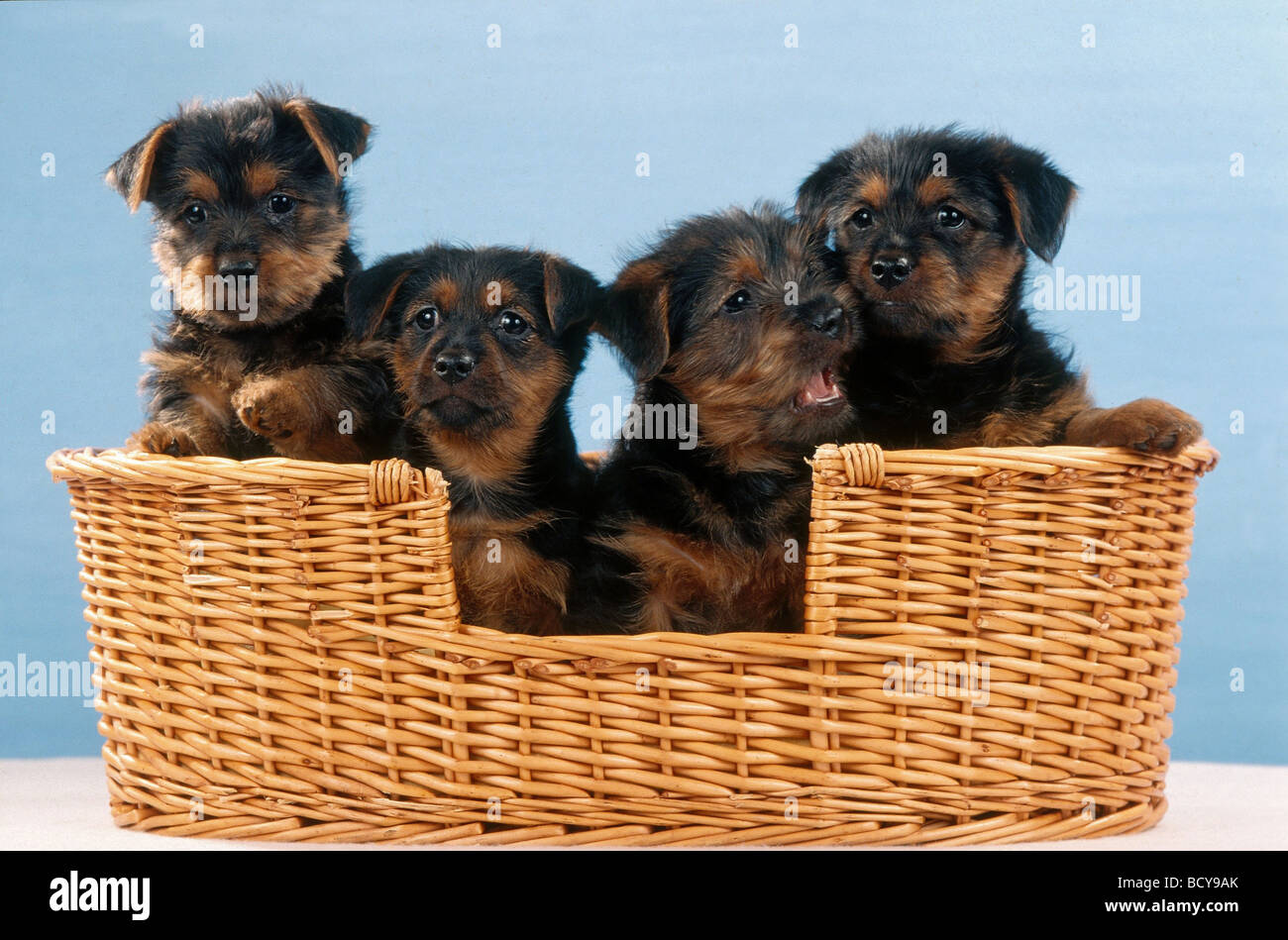 four dog puppies in a basket Stock Photo - Alamy