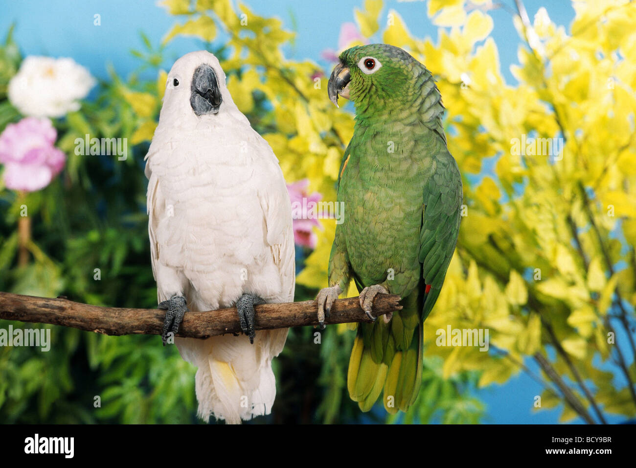 two cage birds Stock Photo - Alamy