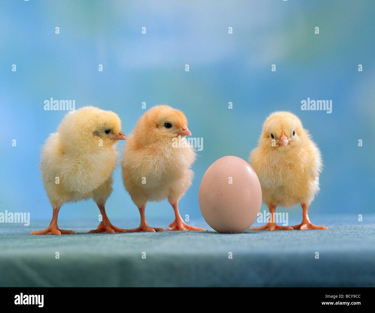 Three poults hi-res stock photography and images - Alamy