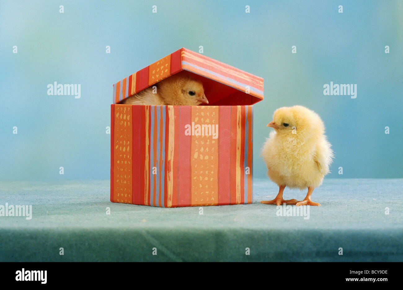 chick in a box, one standing besides Stock Photo - Alamy