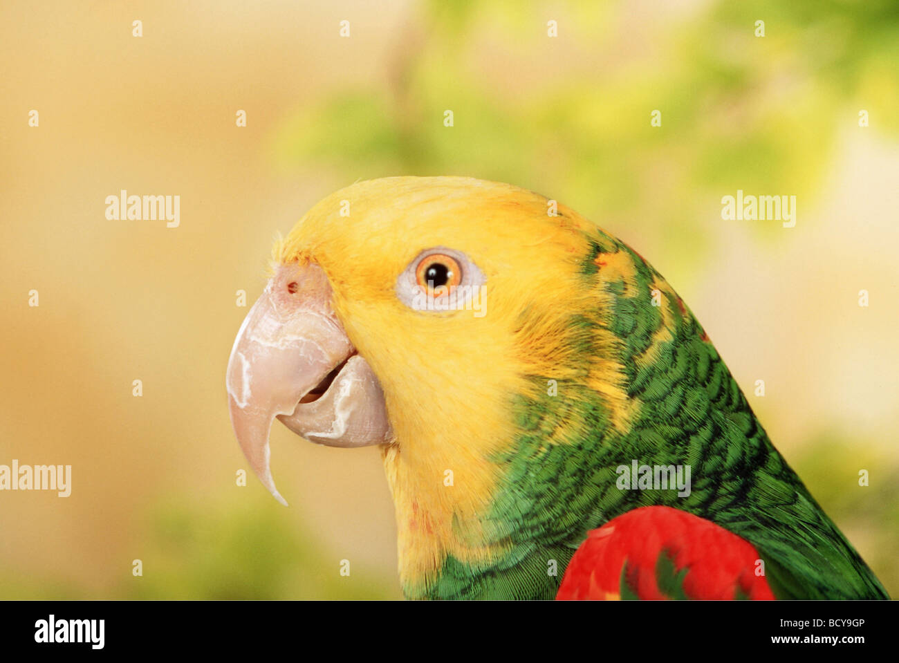 Yellow headed amazons hi-res stock photography and images - Alamy