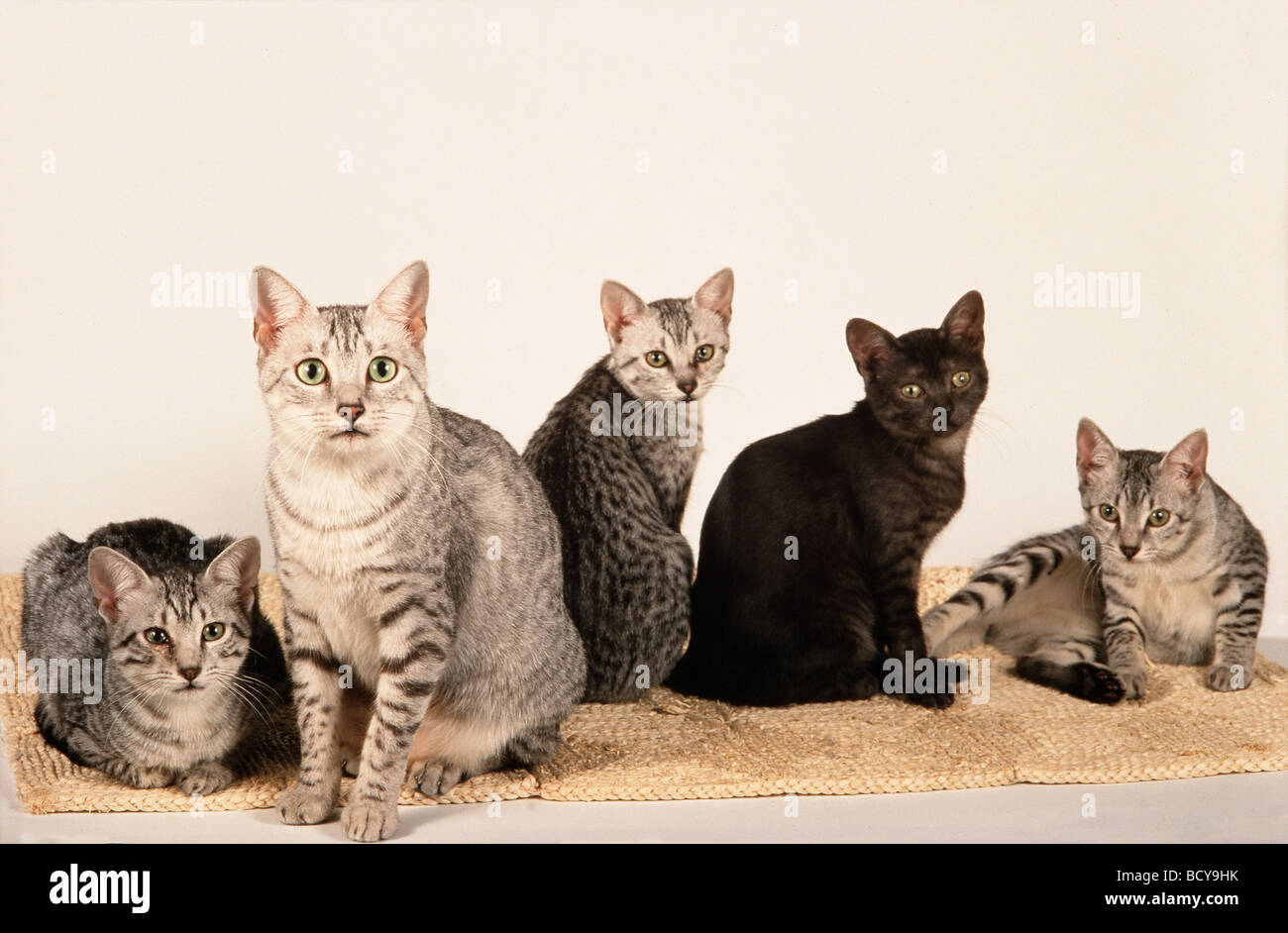 five cats on carpet Stock Photo - Alamy