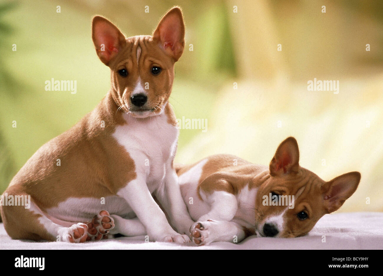 2 Basenji puppies Stock Photo - Alamy