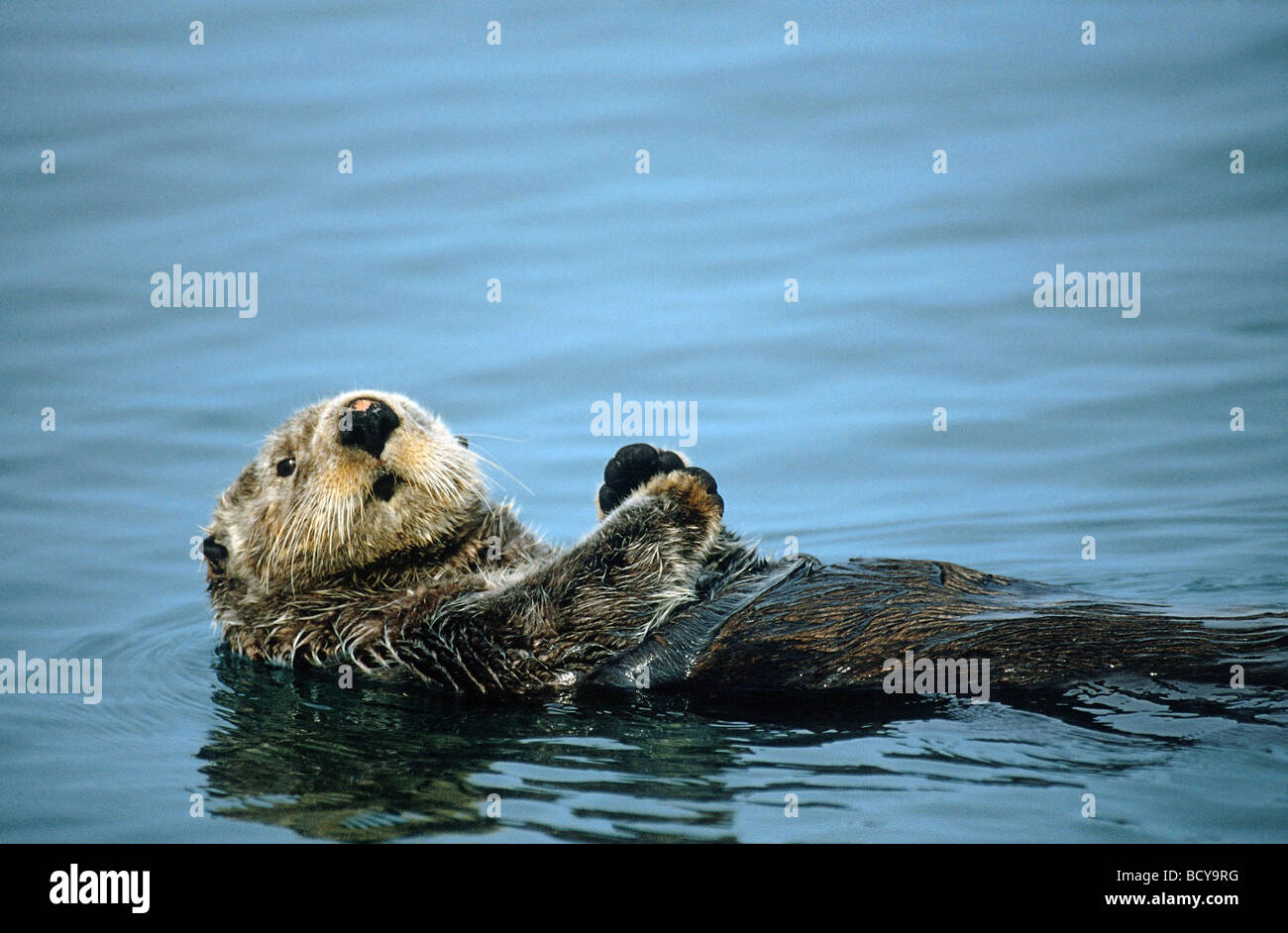 Sea Otter / Enhydra lutris Stock Photo - Alamy