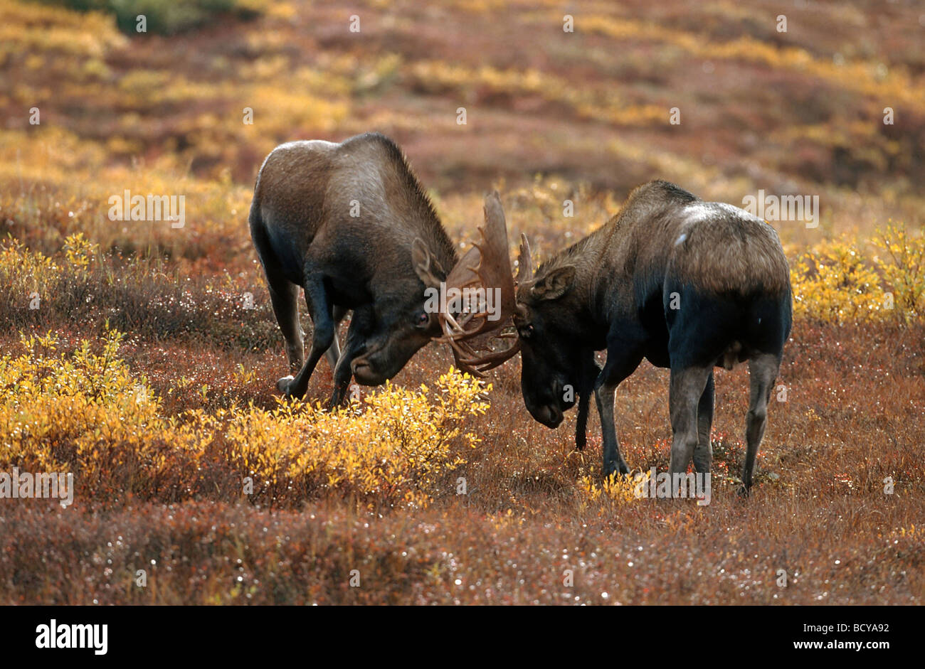 Moose locking antlers hi-res stock photography and images - Alamy