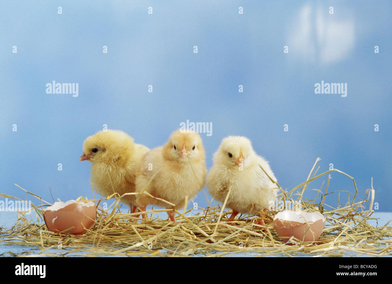 Chicks with eggshell hi-res stock photography and images - Alamy