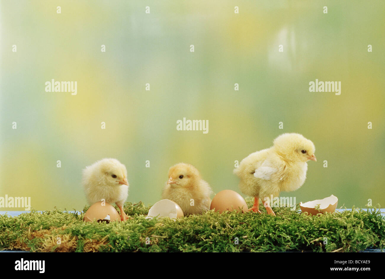 Chicks with eggshell hi-res stock photography and images - Alamy