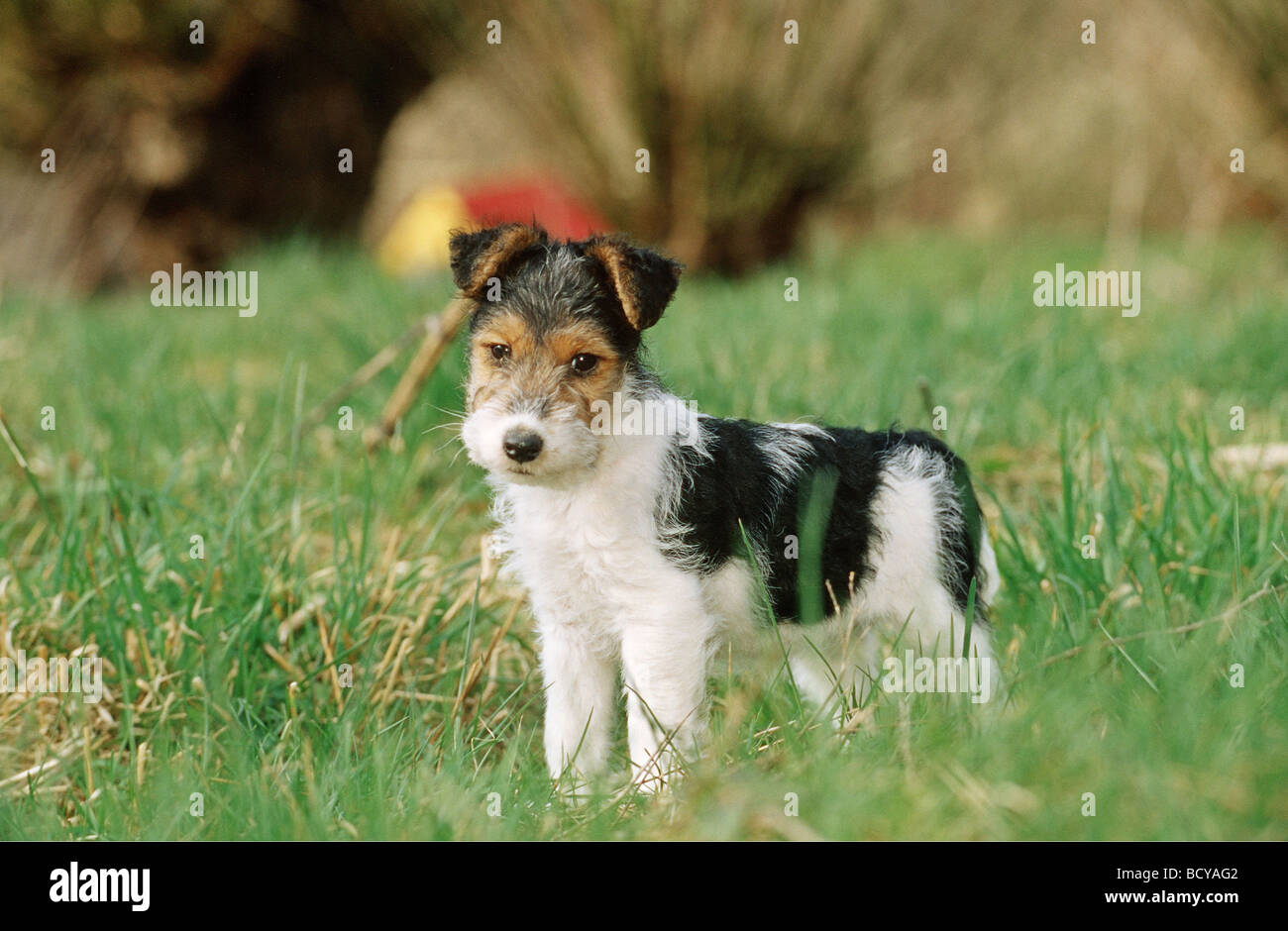 Foxterrier hi-res stock photography and images - Alamy