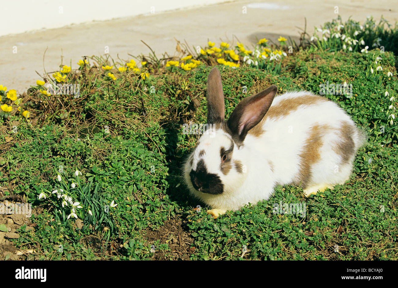 rabbit in the garden Stock Photo - Alamy