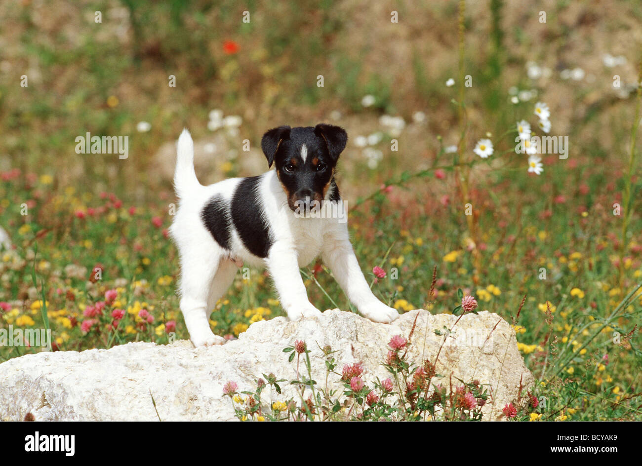 Foxterrier hi-res stock photography and images - Alamy