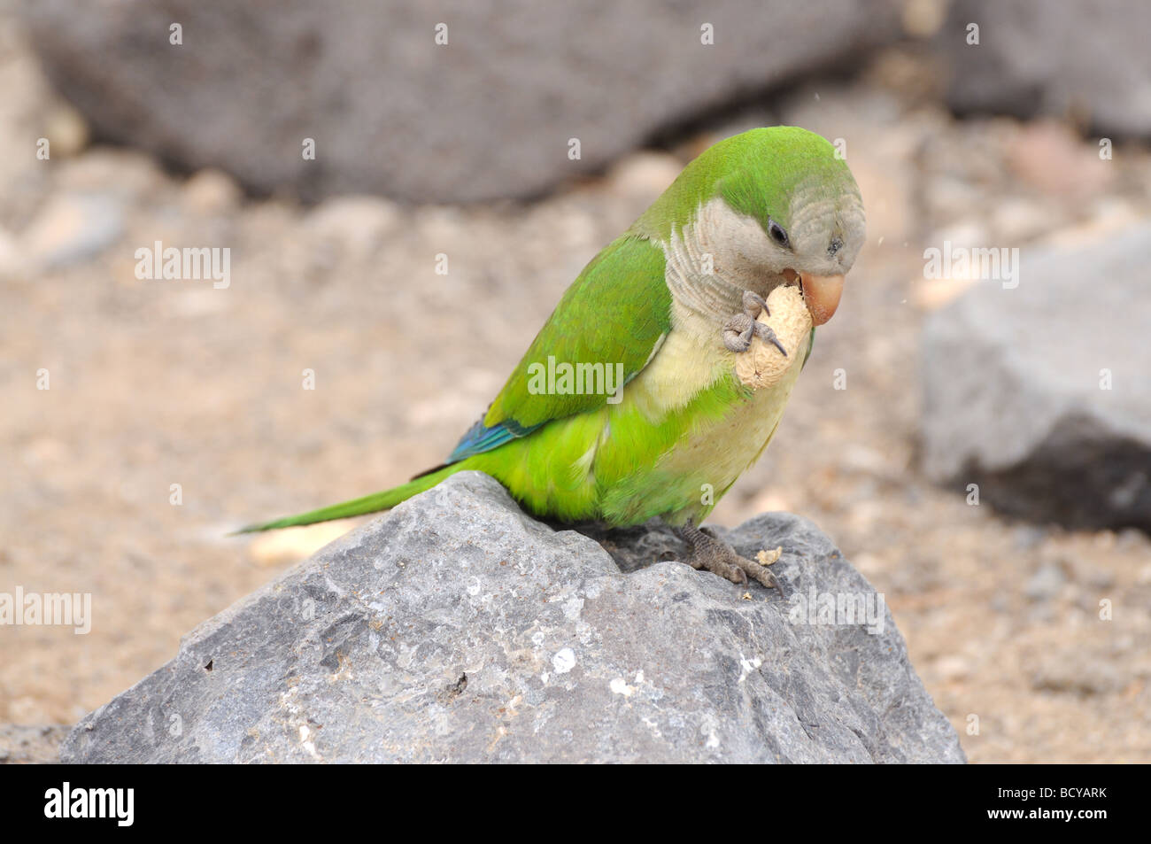 Parrot eating hi-res stock photography and images - Alamy