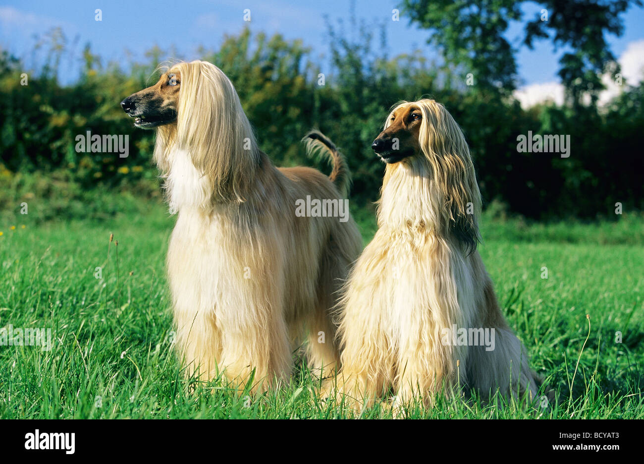 two Afghan Hound dogs on meadow Stock Photo - Alamy