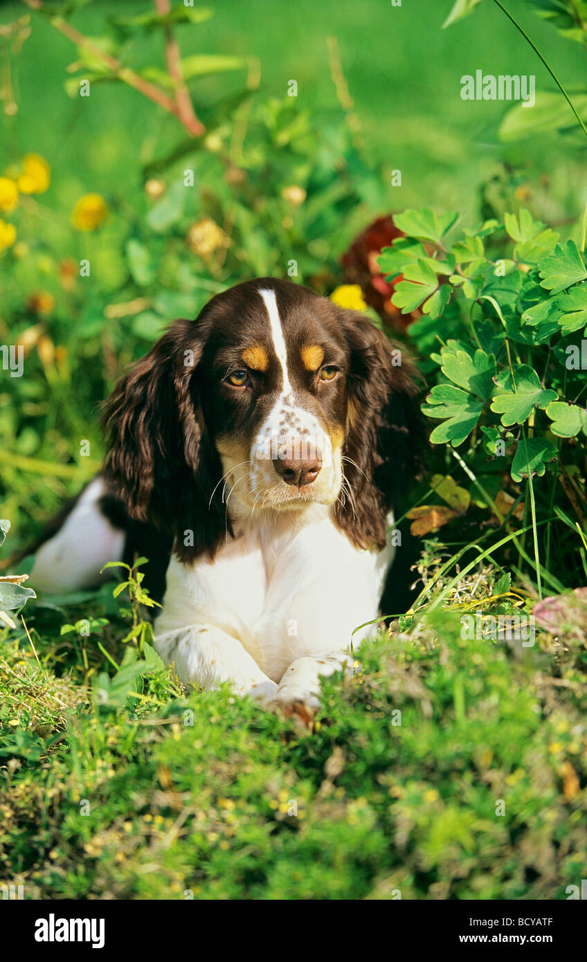 English Springer Spaniel - puppy - lying Stock Photo - Alamy