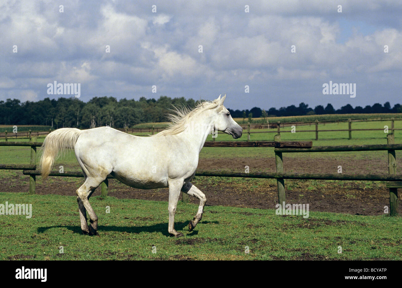 Asil Arabian horse on meadow Stock Photo - Alamy